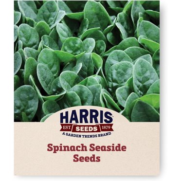 Burpee Organic Sweet Basil Herb Seed, 1-Pack - Walmart.com