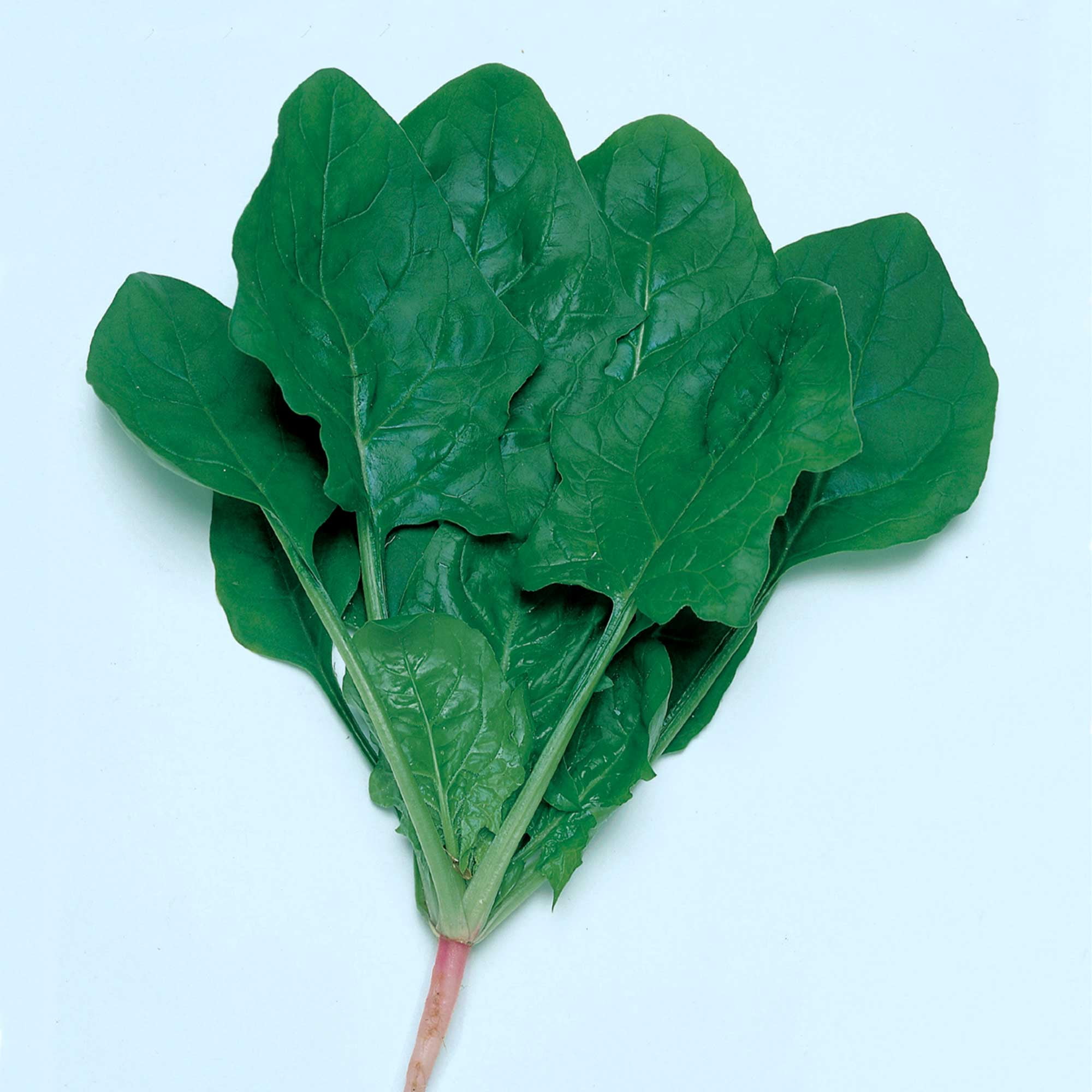 Spinach Seeds - Alrite - Hybrid - 3 g Packet ~200 Seeds - Non-GMO, F1 ...