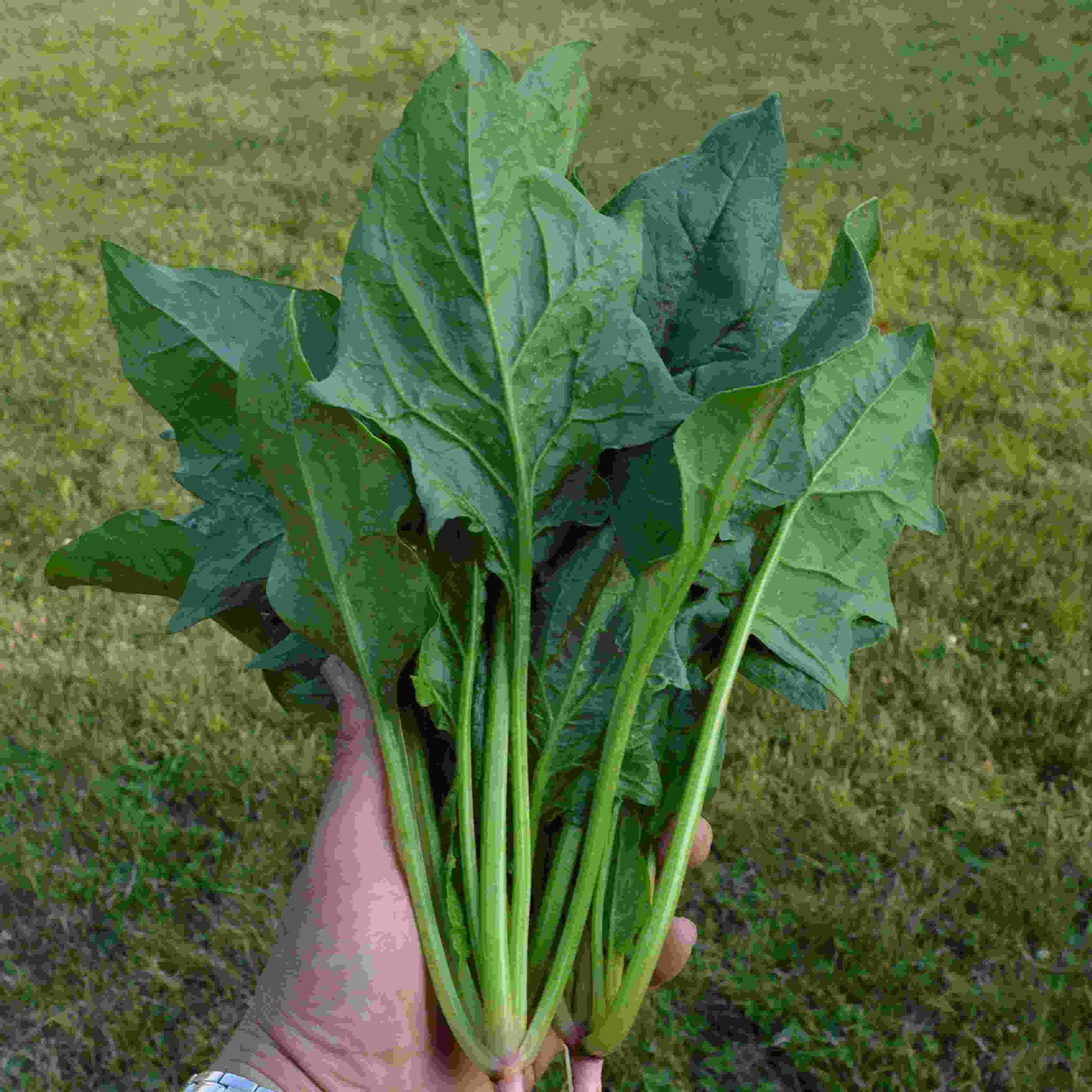 Spinach Seeds - Chinese - Green Arrow - Hybrid - 5 Lb Bulk ~200000 ...