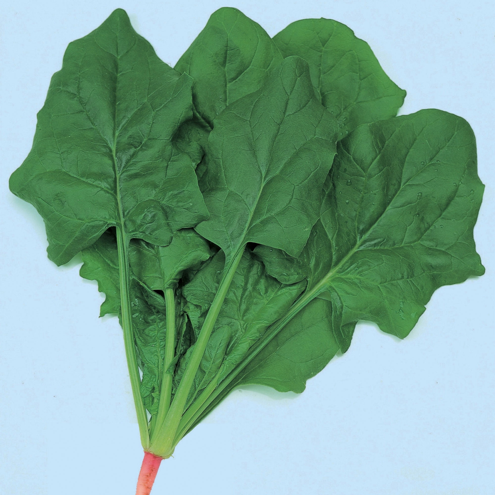 Spinach Seeds - Dash - Hybrid - 4 Oz ~10000 Seeds - Non- GMO, F1 Hybrid ...