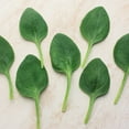 Spinach Seeds - Lakeside - Hybrid - 3 g Packet ~270 Seeds - Non- GMO ...