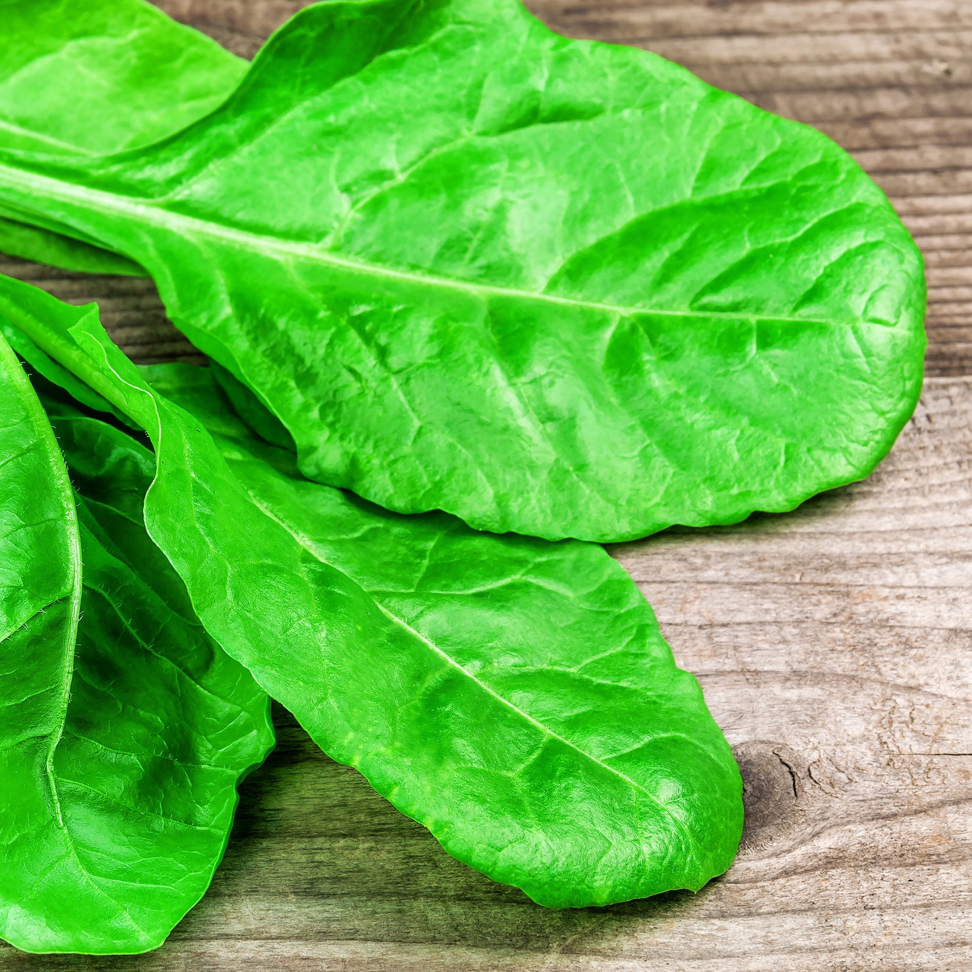 Spinach Seeds - Winter Giant - 0.25 Oz ~525 Seeds - Spinacia oleracea ...