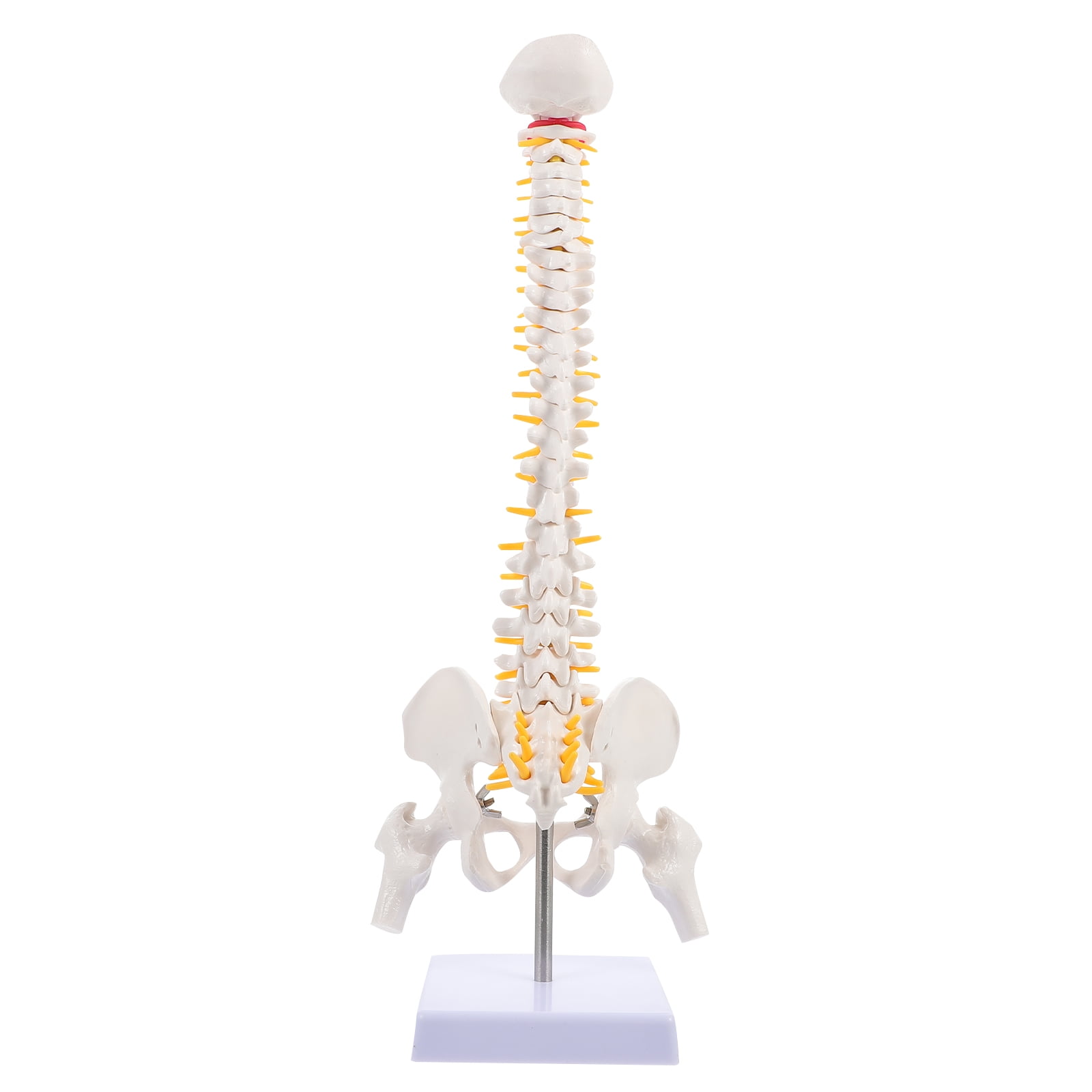 Spinal Model Human Spine Model Models Real Person Model Cervical Spine ...