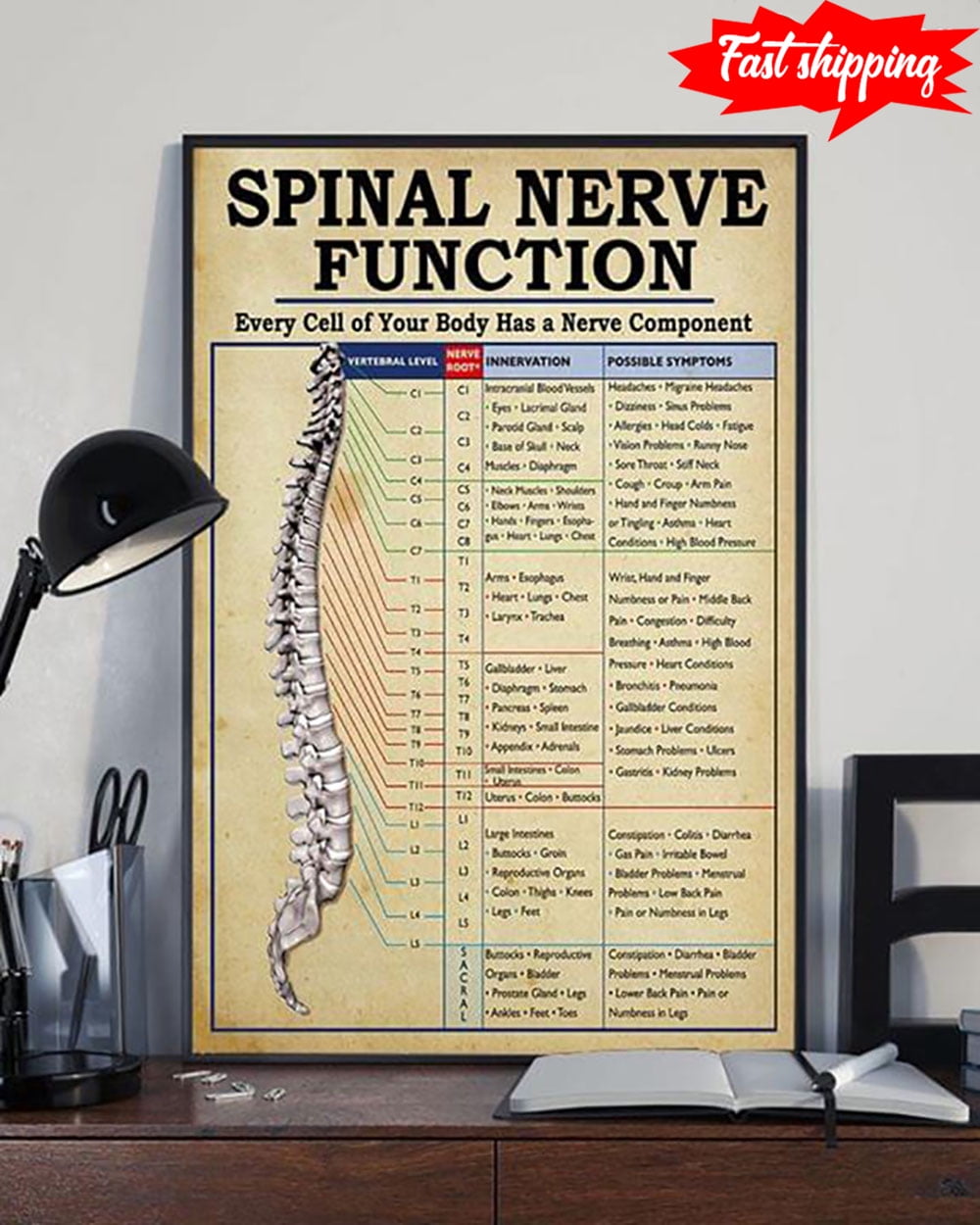 Spinal Nerve Function Every Cell Of Your Body Has A Nerve Component 11 x 17 Inch Poster ...