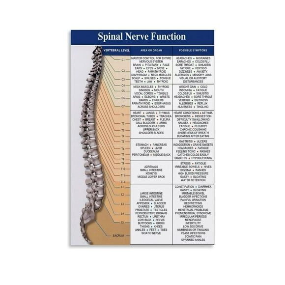 Spinal Nerve Chart Poster