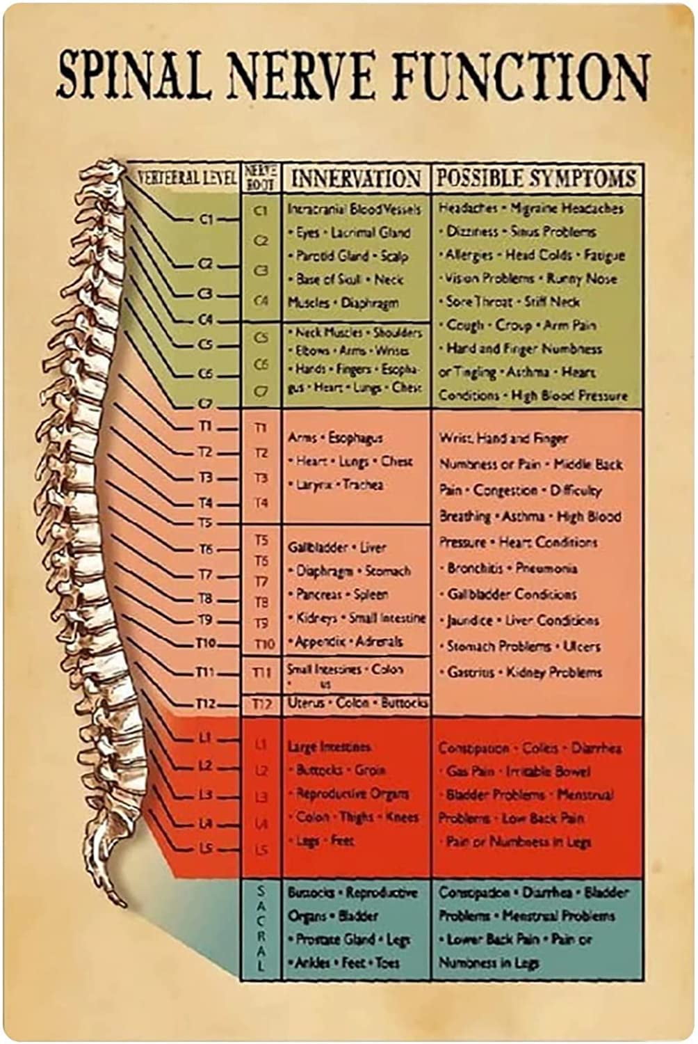 Spinal Nerve Function Metal Signs Wall Decor Chiropractic Knowledge ...