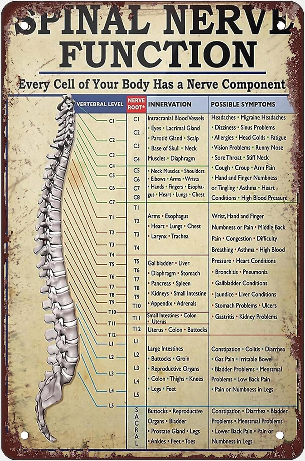 Spinal Nerve Function Metal Tin Sign Vintage Spinal Nerve Function ...