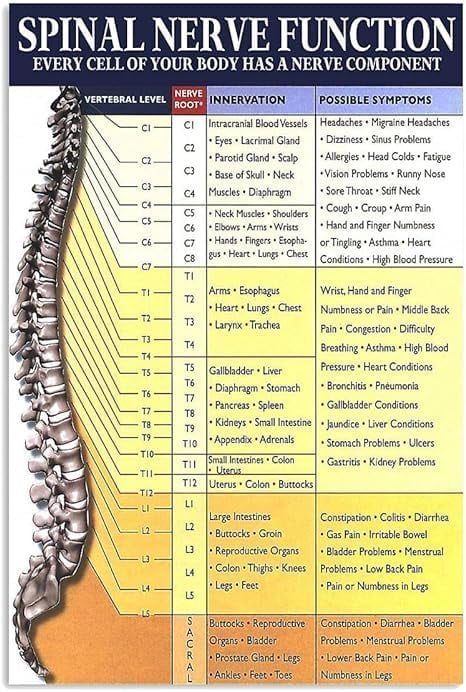 Spinal Nerve Function Metal Tin Sign Vintage Office Decor Chiropractor ...