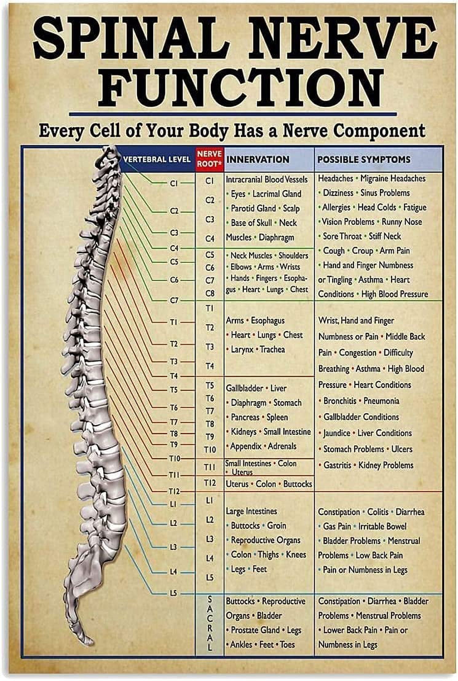 Spinal Nerve Function Poster Sign Home Decor Metal Aluminum Signs Iron ...