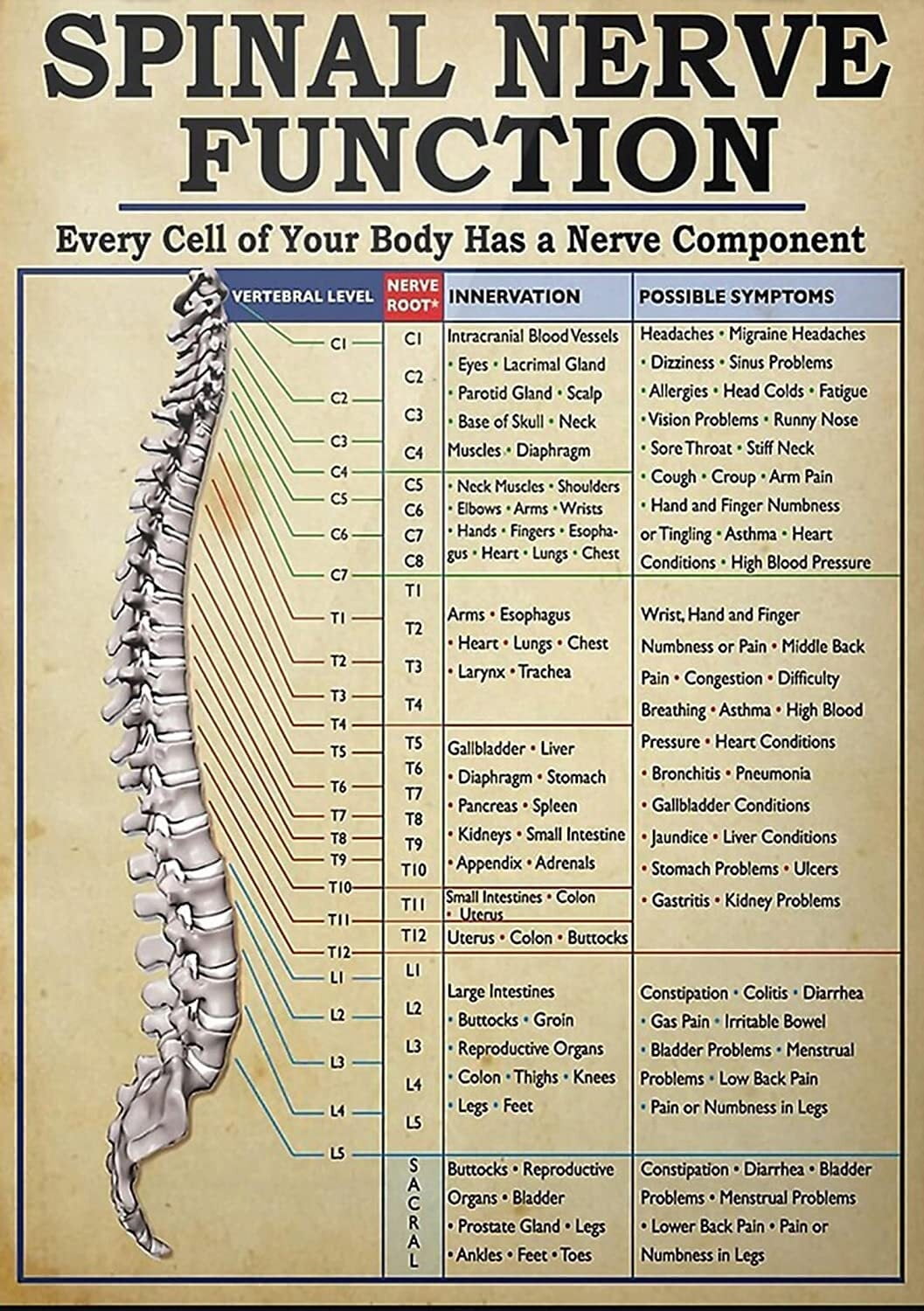 Spinal Nerve Function Vintage Spinal Nerve Function Chart Root Chart ...