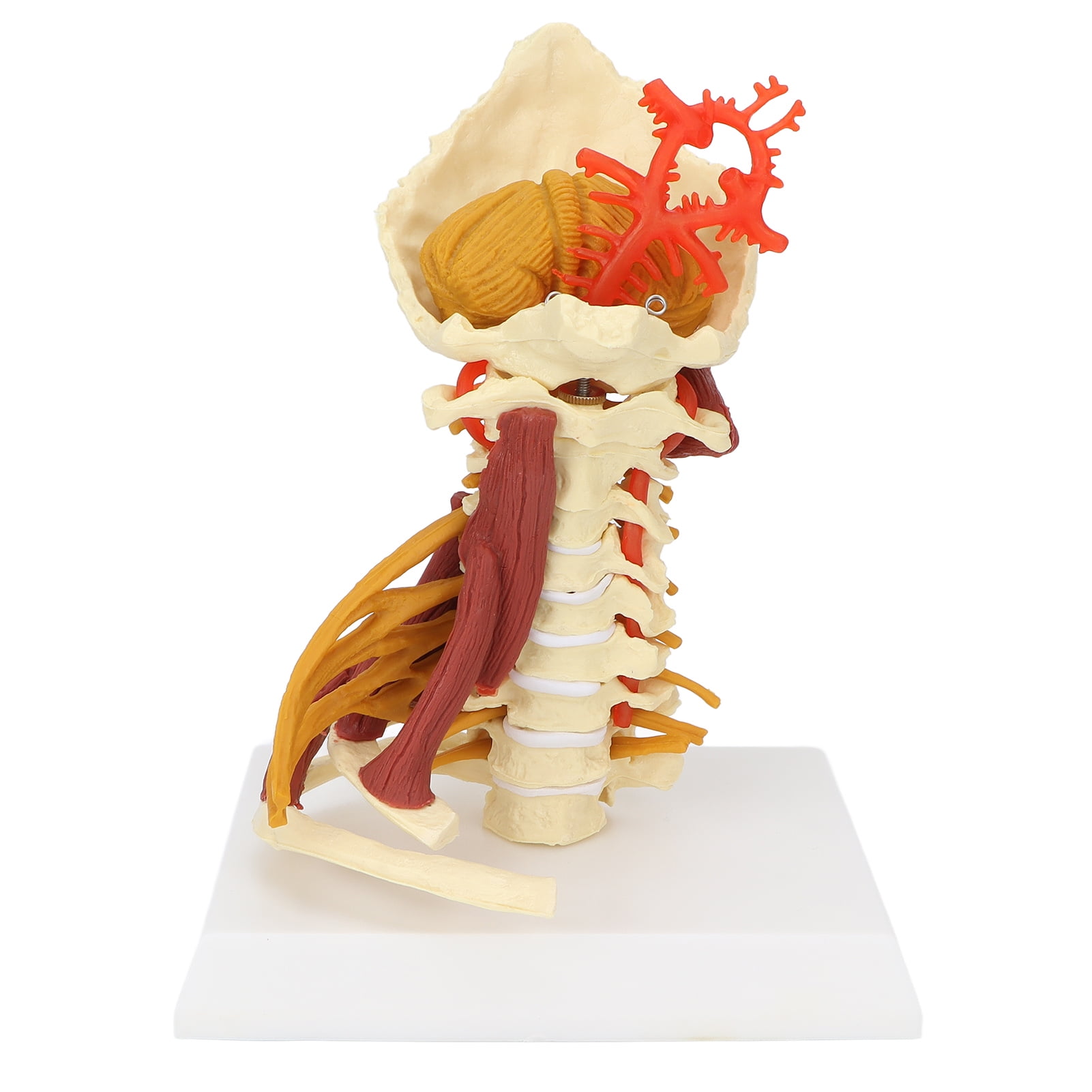 Spinal Nerves Model,Cervical Spine Model, Removable Human Spinal Nerves ...