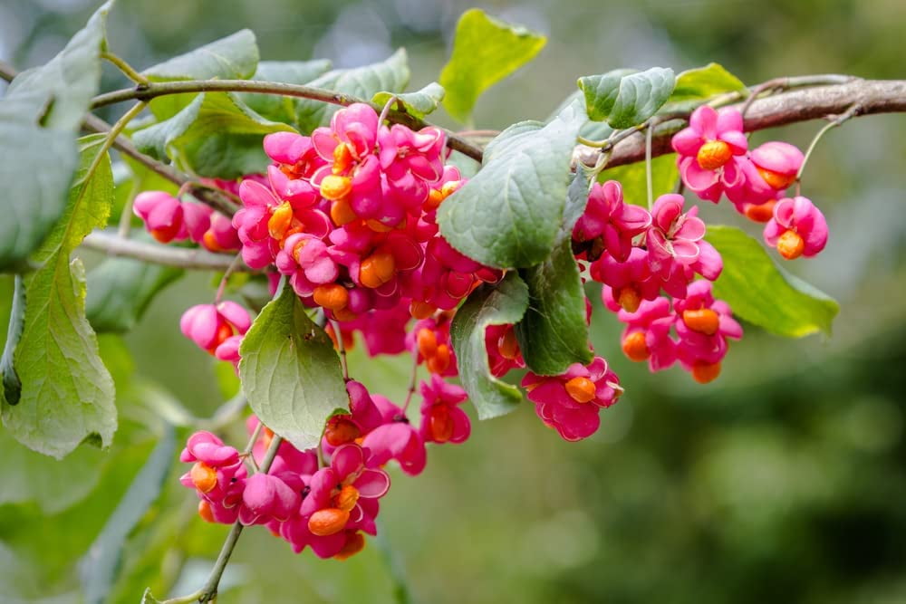 Spindle Tree Seeds for Planting - 10 Seeds - Euonymus latifolius ...