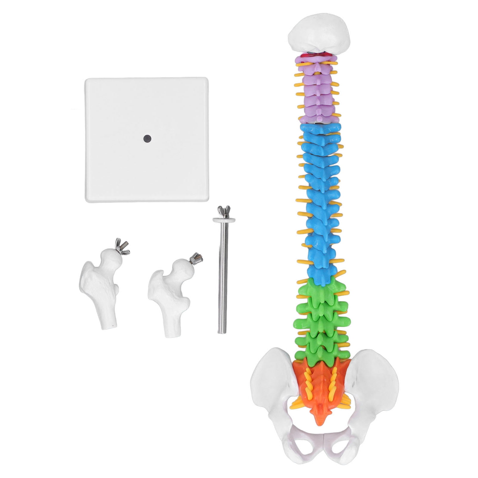 Spine Model PVC 45cm Colour Coded Miniature with Thigh Bone Set Kit for ...
