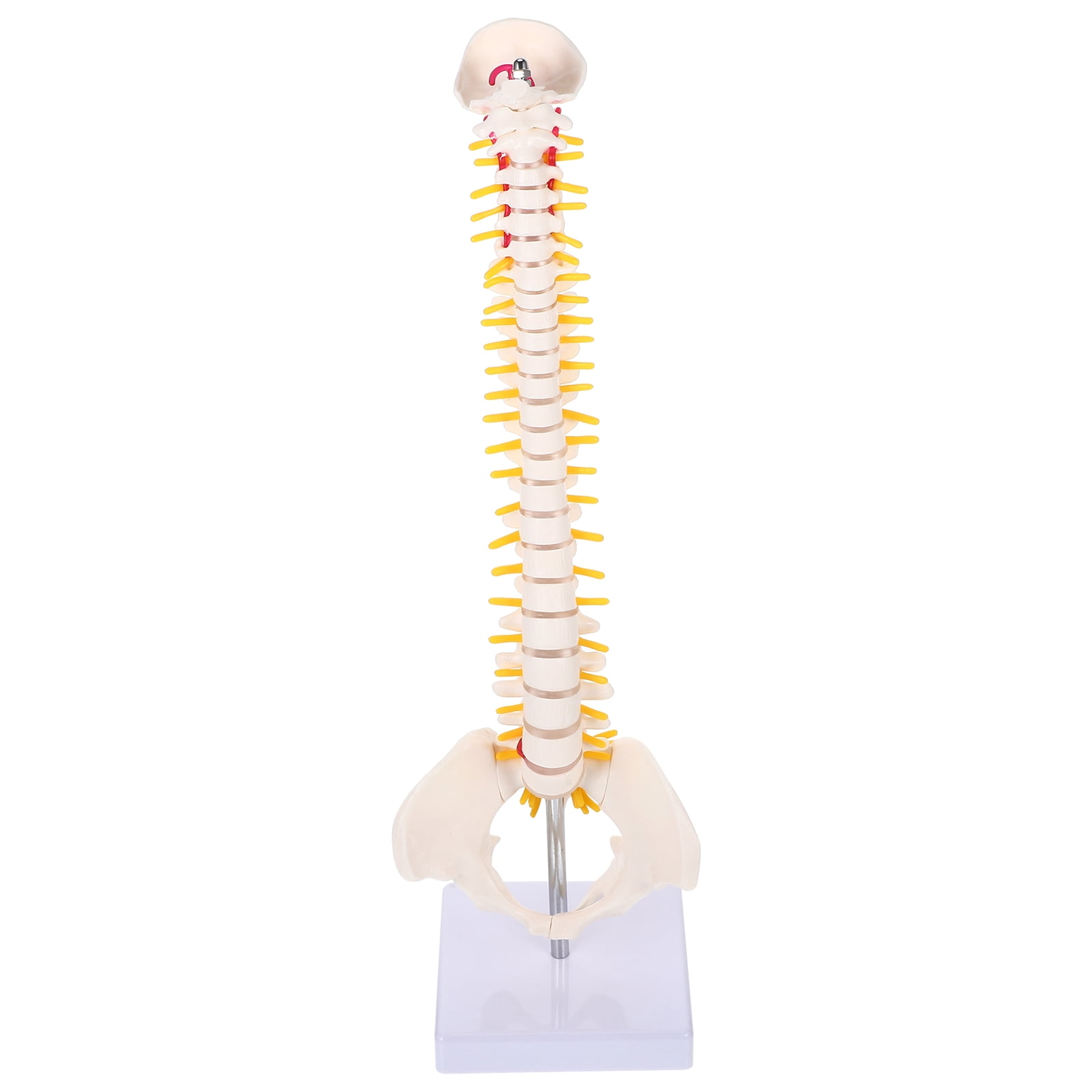 Spine Model Vertebral Column Anatomy Tailbone Medical Display Human ...