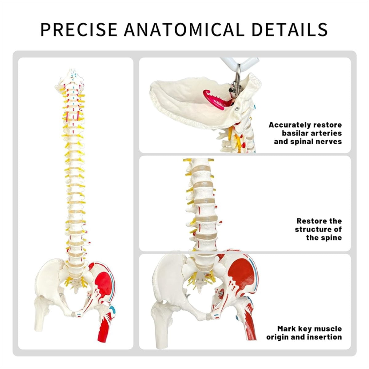 Spine Model for Anatomy, Arteries, Lumbar Column,Pelvic Girdle Femur ...