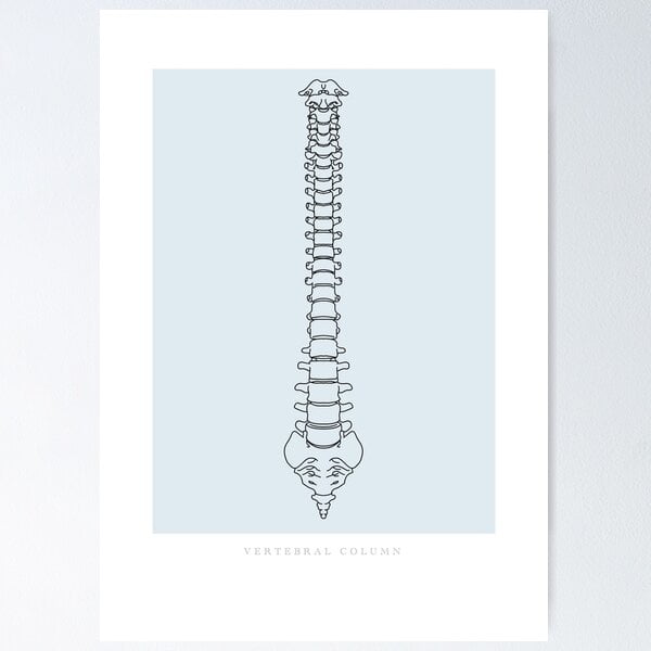 Spine Vertebral Column Line Art, Minimalist Anterior View Spine ...