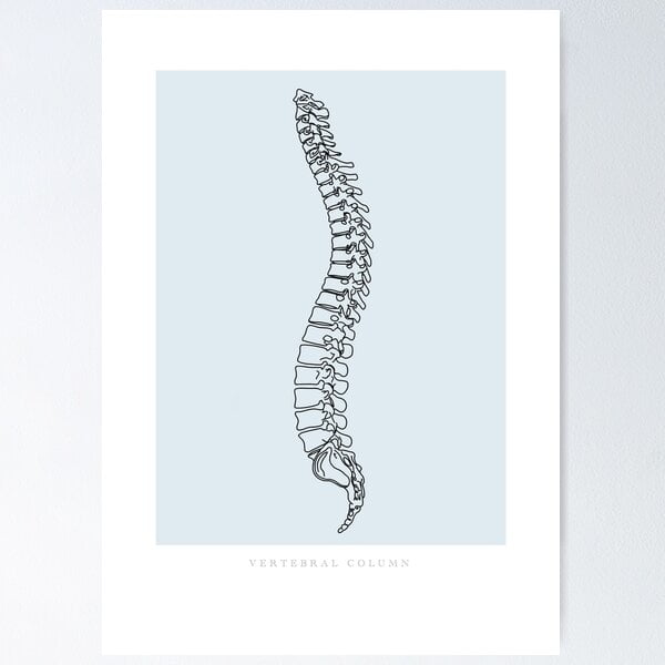 Spine Vertebral Column Line Art, Minimalist Side View Spine Skeleton ...