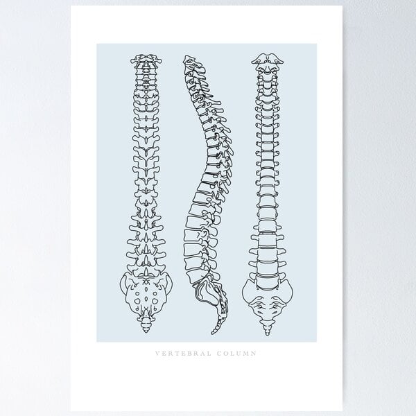 Spine Vertebral Column Line Art, Minimalist Three View Spine Skeleton ...