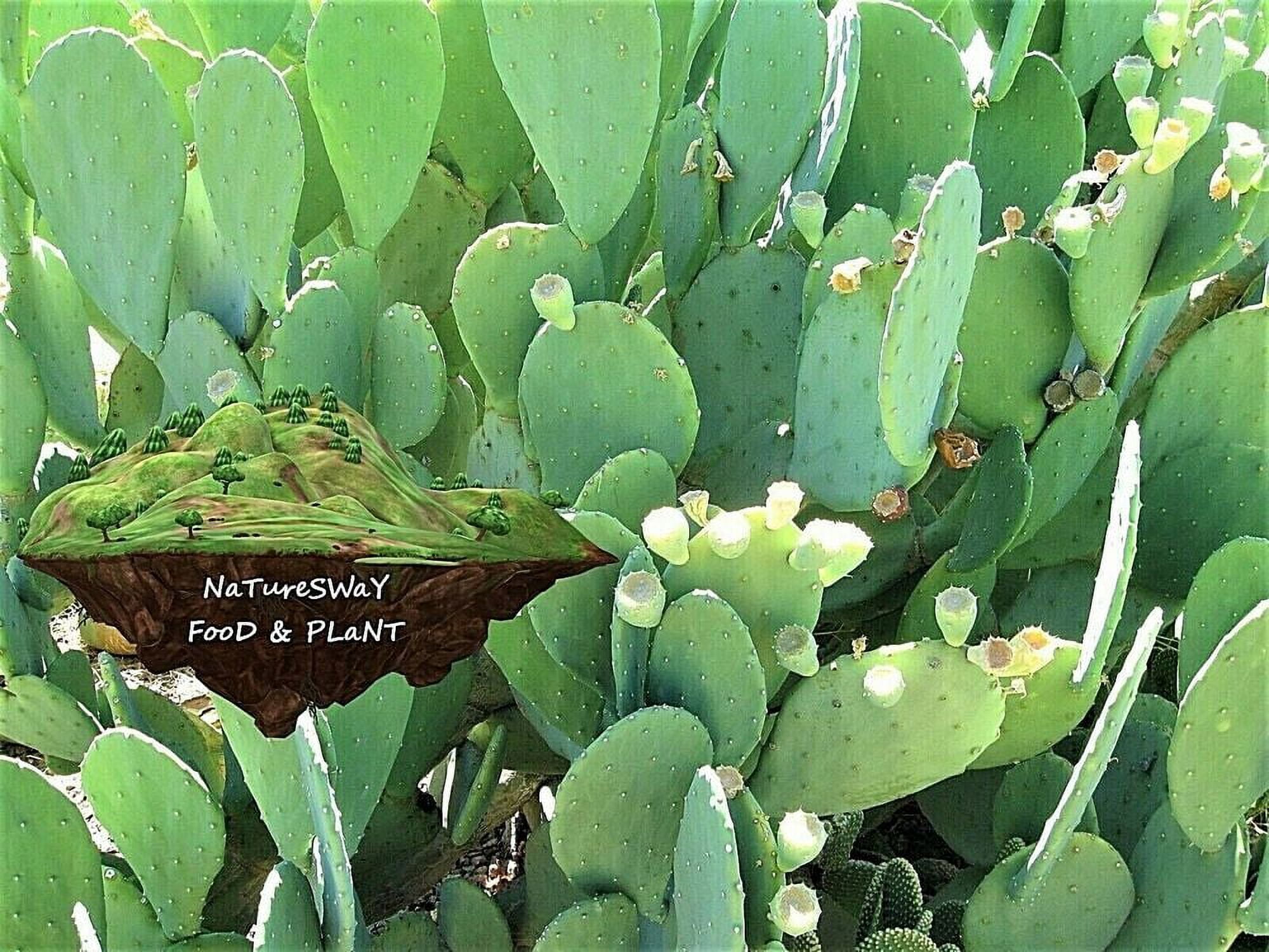 Spineless Prickly Pear Cactus LG Pads Organic Opuntia for Reptiles and ...