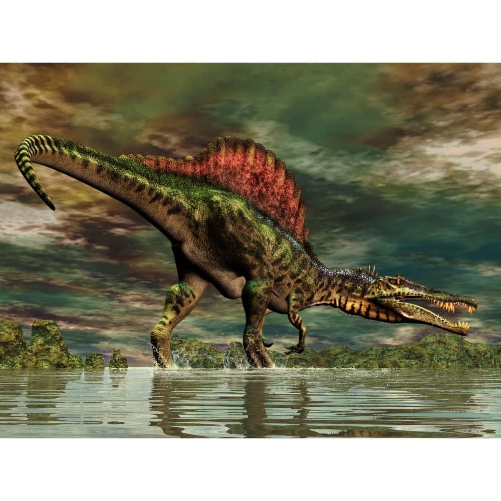 Spinosaurus was a large theropod dinosaur from the Cretaceous period ...