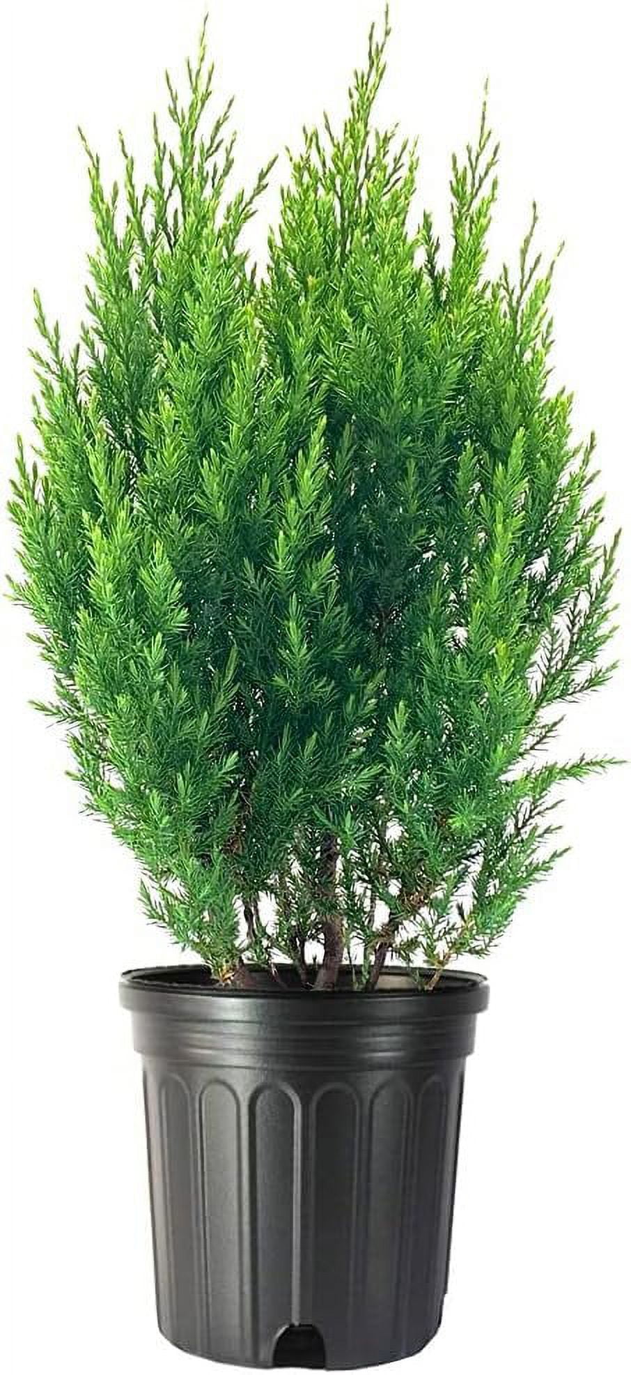 Spiny Greek Juniper 1 Live Gallon Size Tree Juniperus Chinensis Drought ...