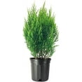 Spiny Greek Juniper 1 Live Gallon Size Tree Juniperus Chinensis Drought ...