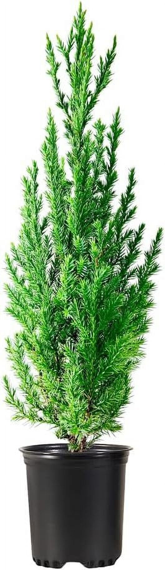 Spiny Greek Juniper 15 Live 4 Inch Pots Juniperus Chinensis Drought ...