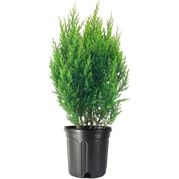 Spiny Greek Juniper 2 Live Gallon Size Trees Juniperus Chinensis ...
