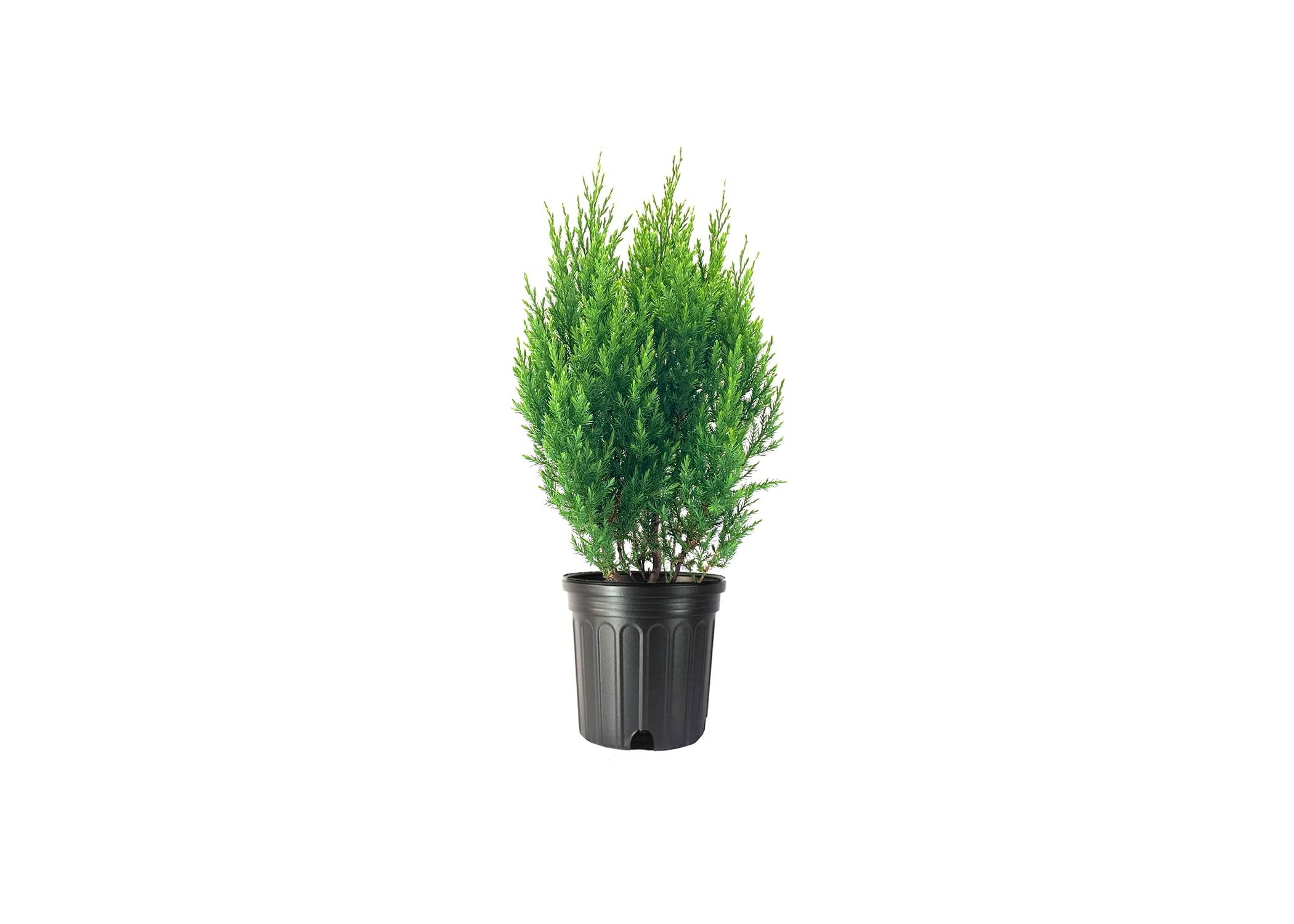 Spiny Greek Juniper 3 Live Gallon Size Trees Juniperus Chinensis ...