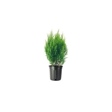 Sea Spray Juniper - 50 Live Plants - Juniperus Chinensis - Drought ...
