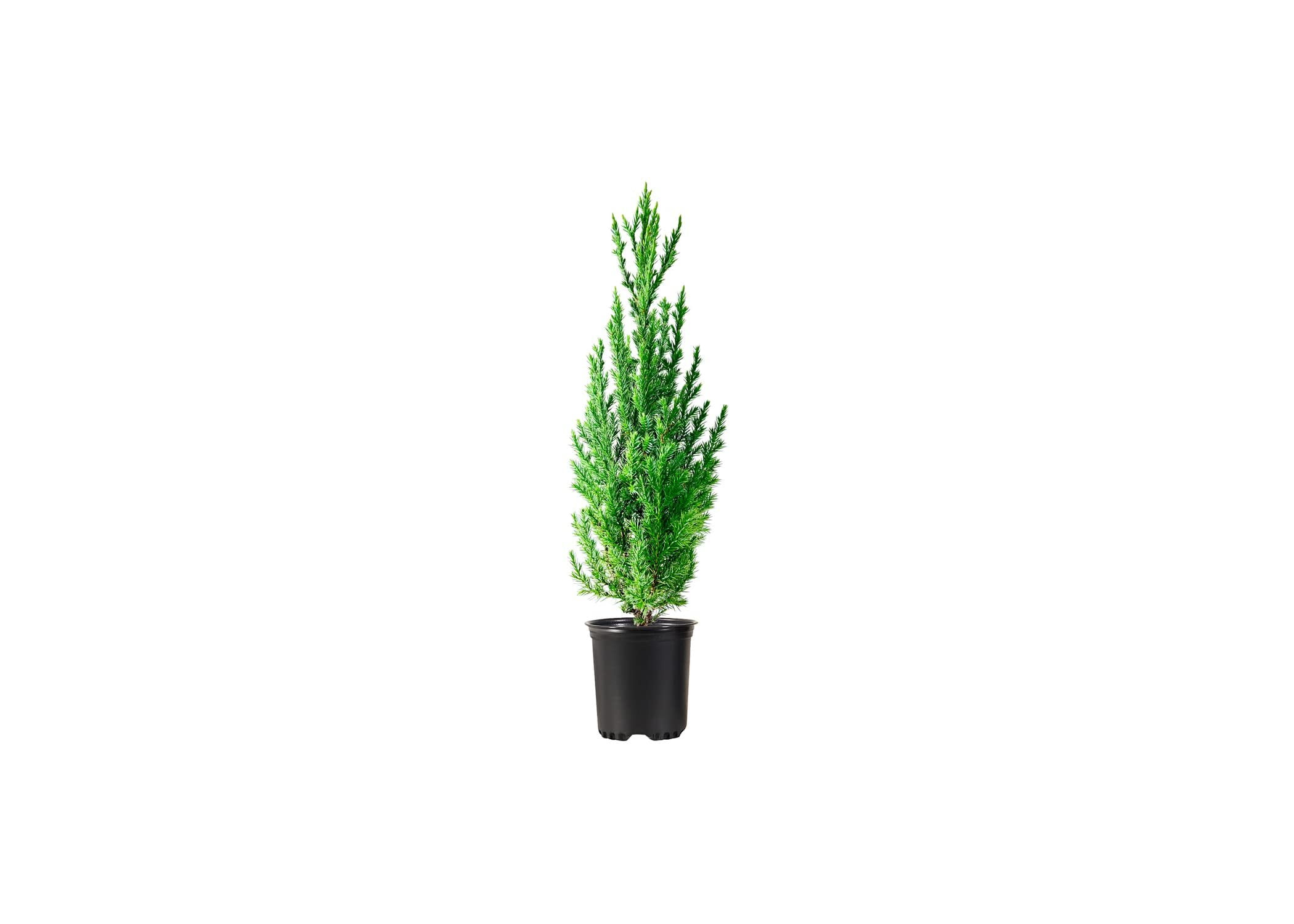 Spiny Greek Juniper 5 Live 4 Inch Pots Juniperus Chinensis Drought ...