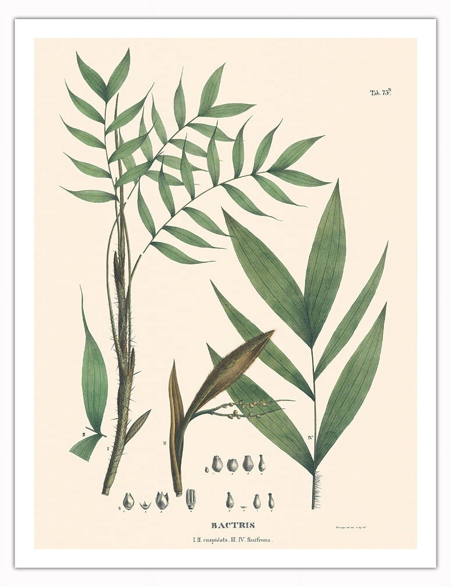 Spiny Palm Tree (Bactris Cuspidata) - Vintage Botanical Illustration by ...