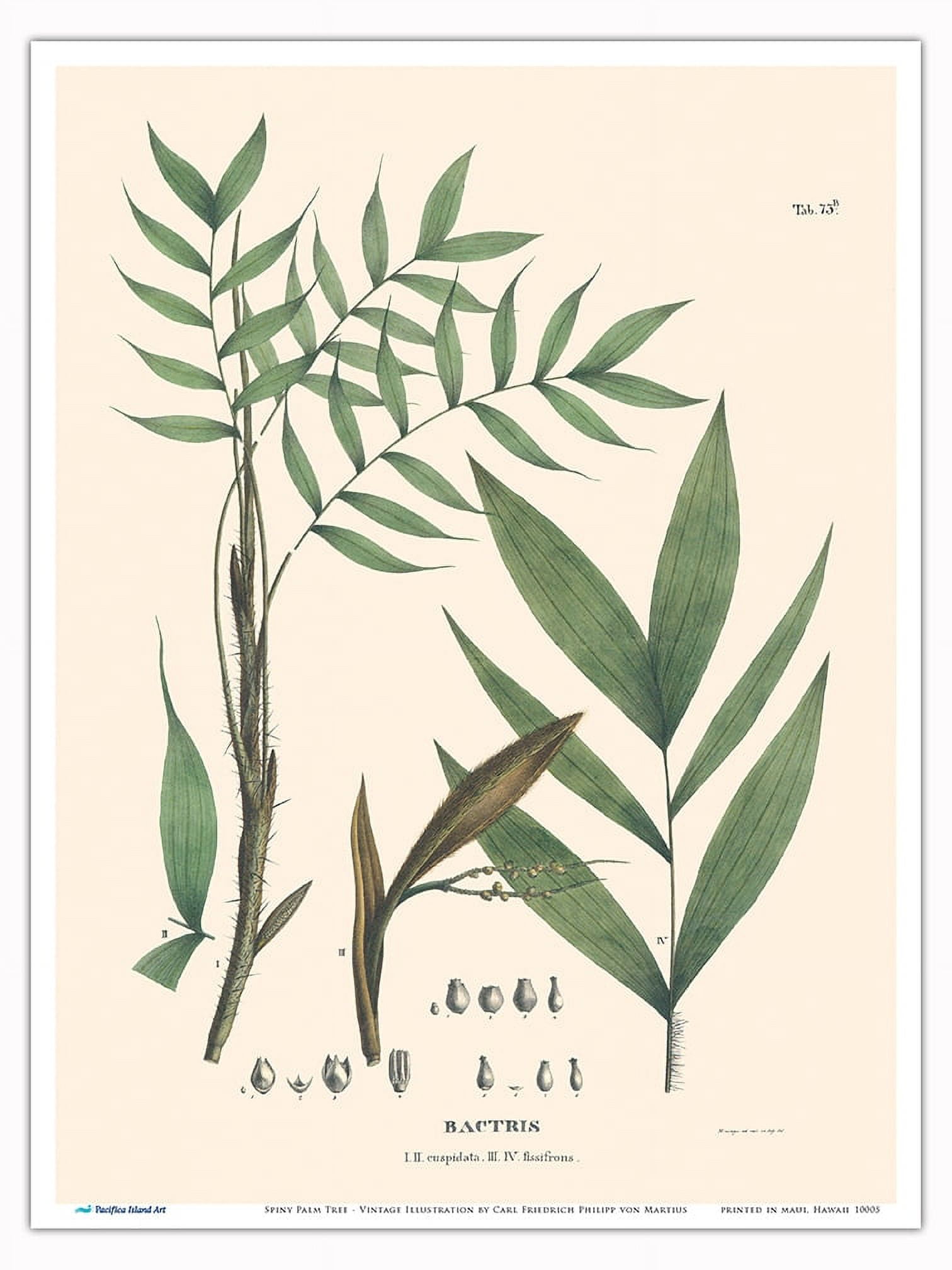 Spiny Palm Tree (Bactris Cuspidata) - Vintage Botanical Illustration by ...