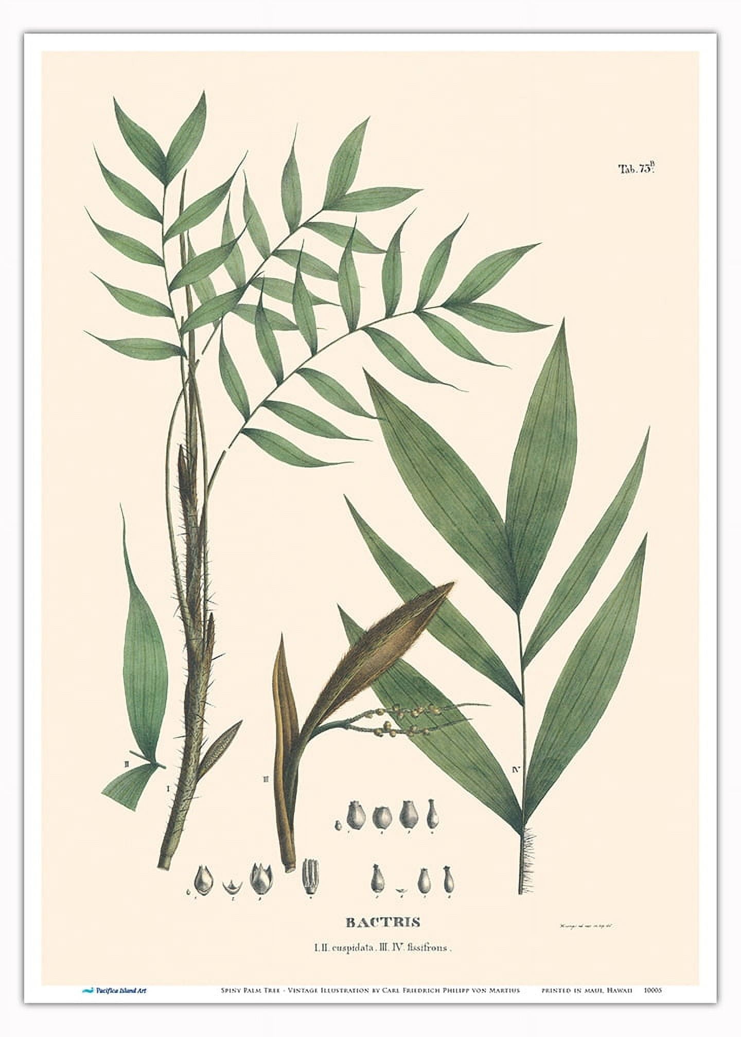 Spiny Palm Tree (Bactris Cuspidata) - Vintage Botanical Illustration by ...