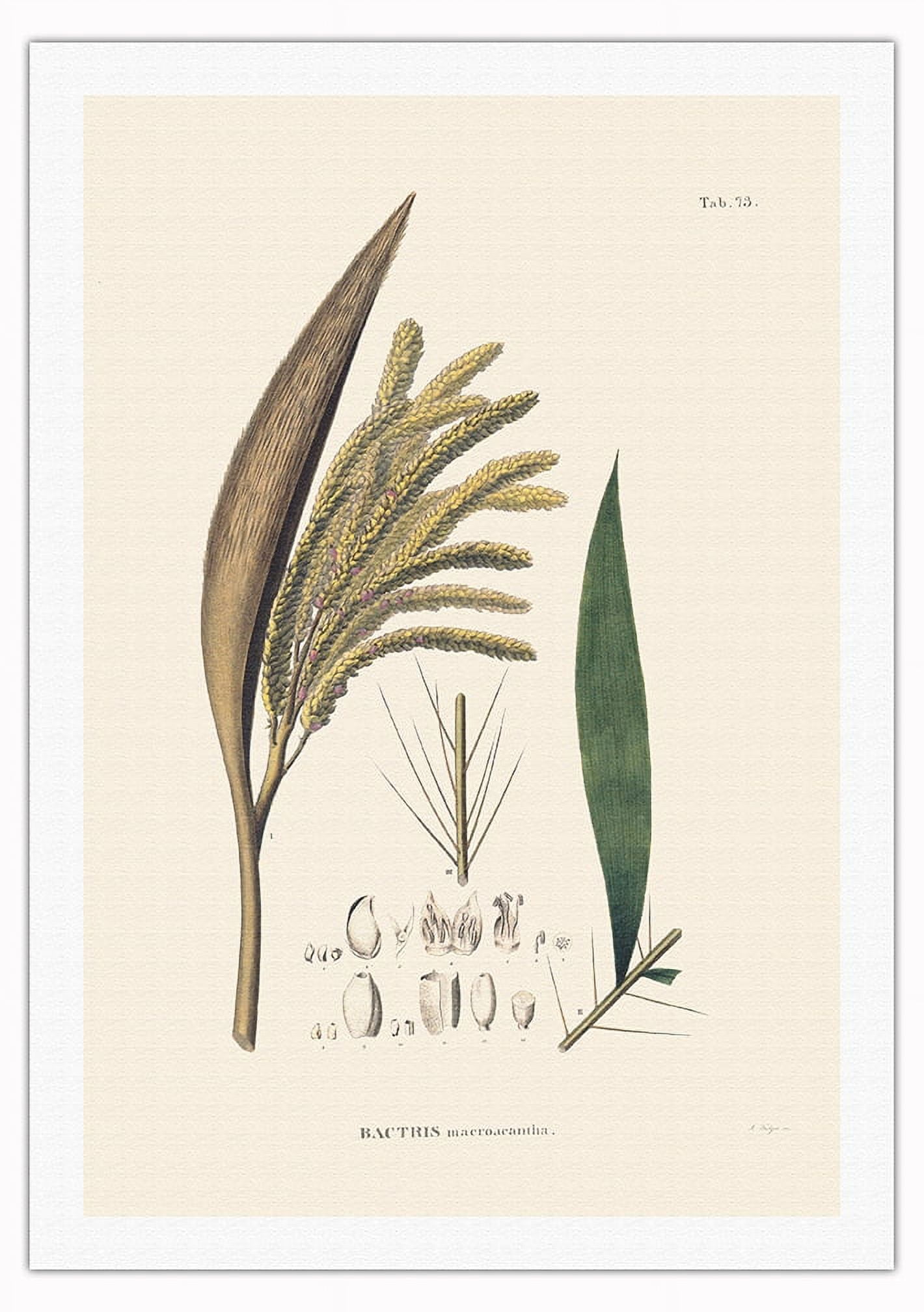 Spiny Palm Tree (Bactris Macroacantha) - Vintage Botanical Illustration ...