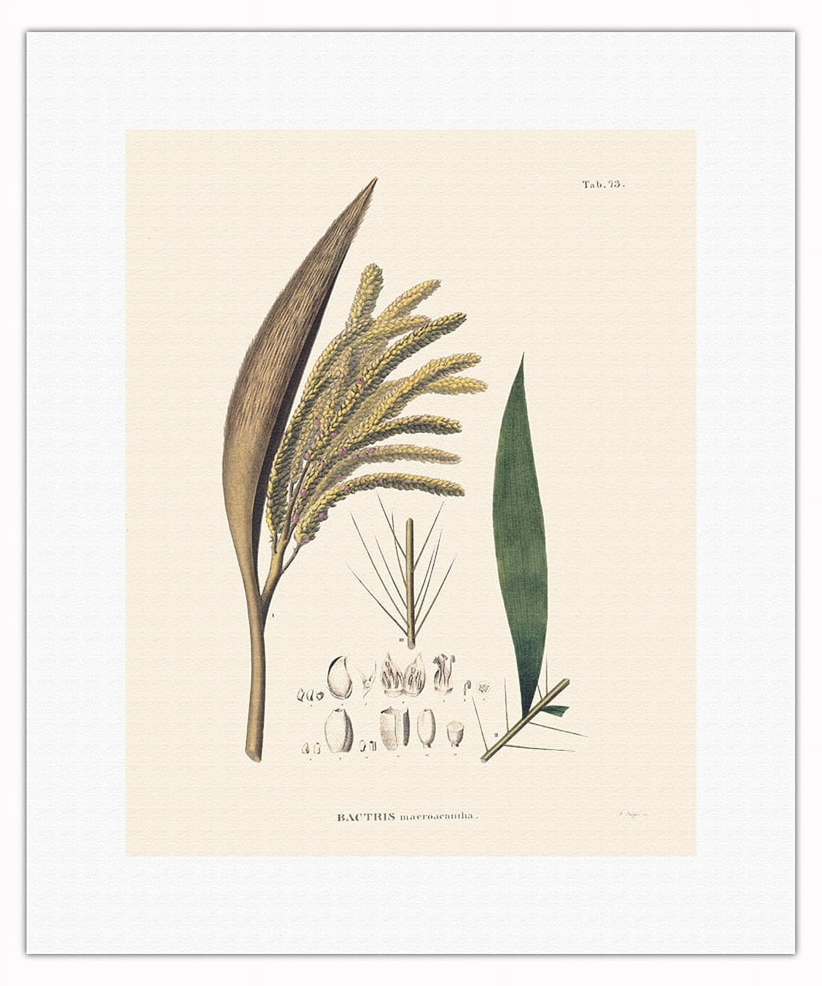 Spiny Palm Tree (Bactris Macroacantha) - Vintage Botanical Illustration ...