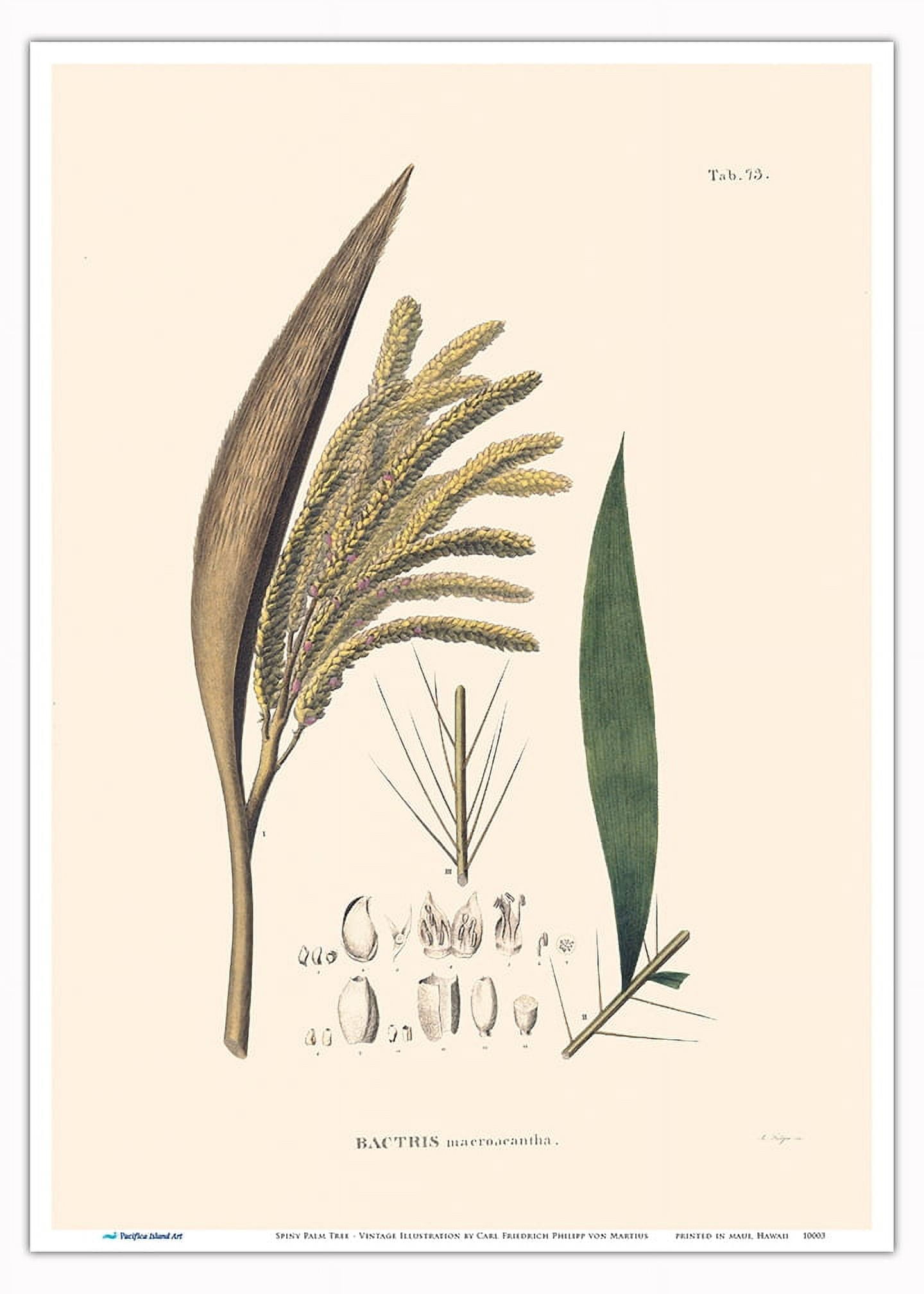 Spiny Palm Tree (Bactris Macroacantha) - Vintage Botanical Illustration ...