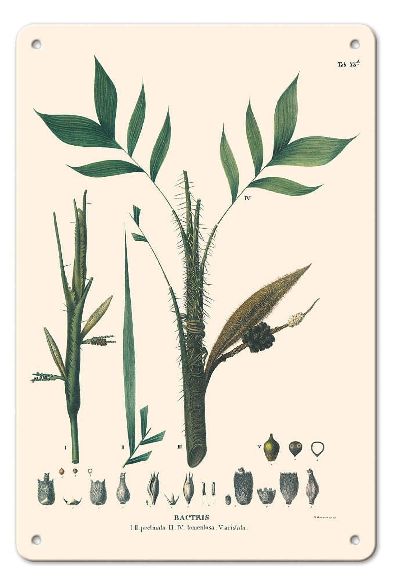 Spiny Palm Tree (Bactris Pectinata, Tomentosa, Aristata) - Vintage ...