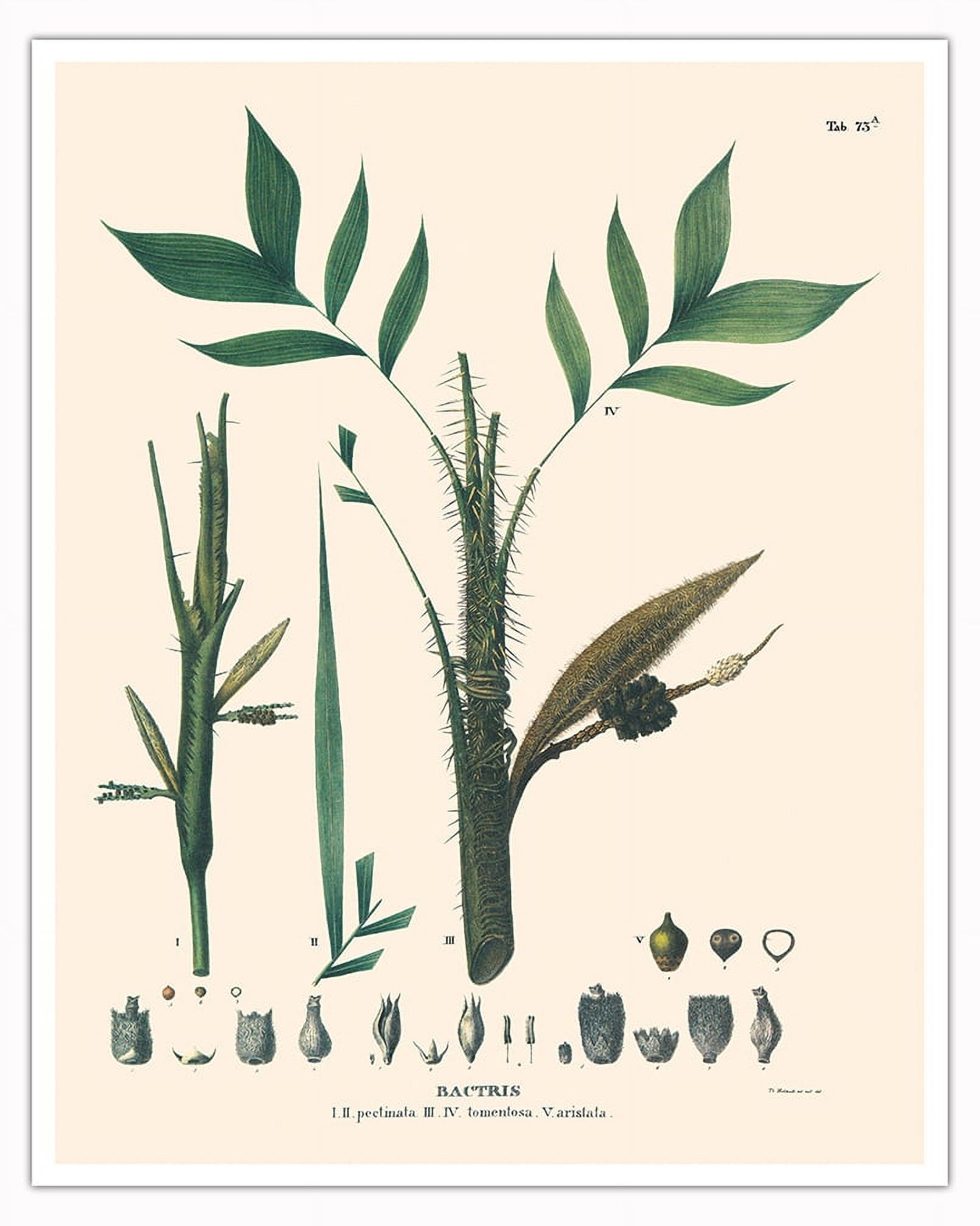 Spiny Palm Tree (Bactris Pectinata, Tomentosa, Aristata) - Vintage ...