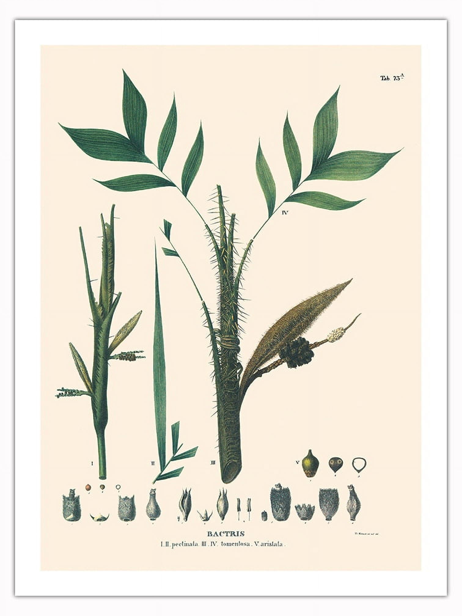 Spiny Palm Tree (Bactris Pectinata, Tomentosa, Aristata) - Vintage ...