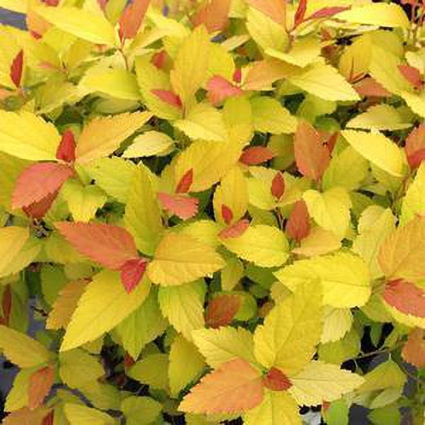 Spiraea-Double-Play-Candy-Corn - 8" Jumbo Pot (Shrub) - Walmart.com