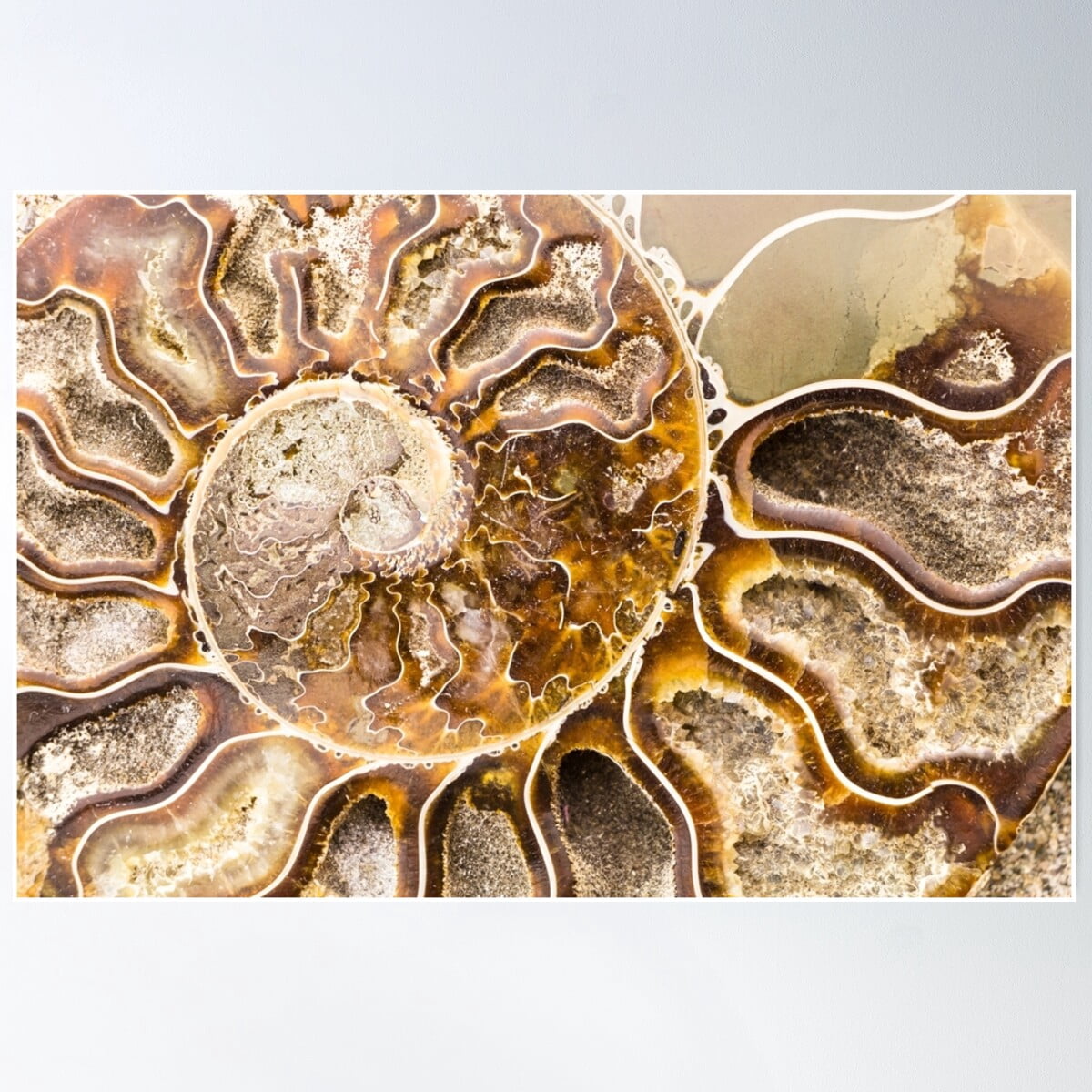 Spiral Ammonite Fossil Poster Wall Art, Modern Wall Decor For Living ...