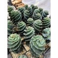 Spiral Cactus, Tornado Cactus, Cereus Forbesii Spiralis Twisted Cactus ...