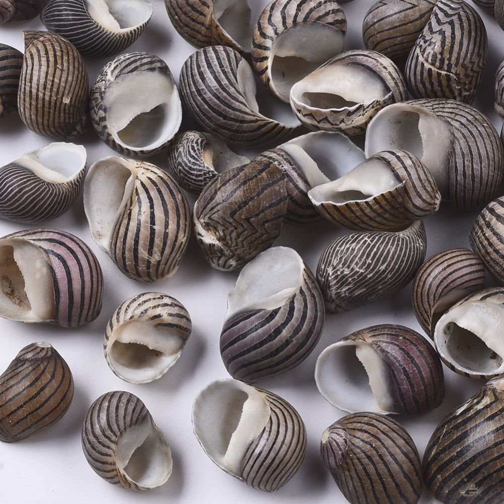 Spiral Shell 500 g Natural Conch Shell Beads Undrilled/No Hole Beads Coffee 13~22x10~16x7~13mm ...