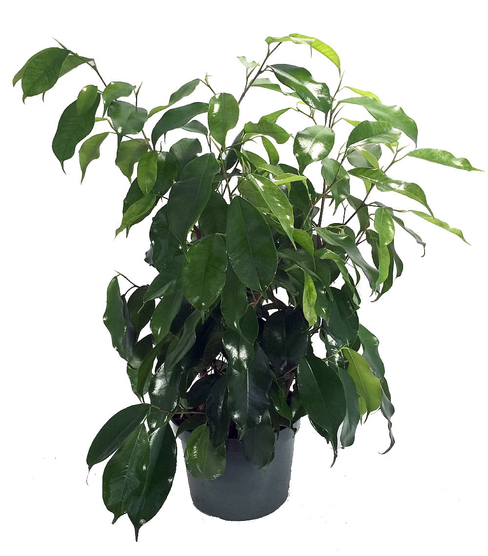 Spire Columnar Weeping Fig Tree - Ficus benjamina - Easy to Grow Indoor ...