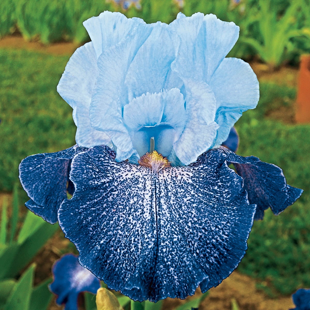 Splashacata Bearded Iris Dormant Bare Root Perennial (1-Pack) - Walmart.com