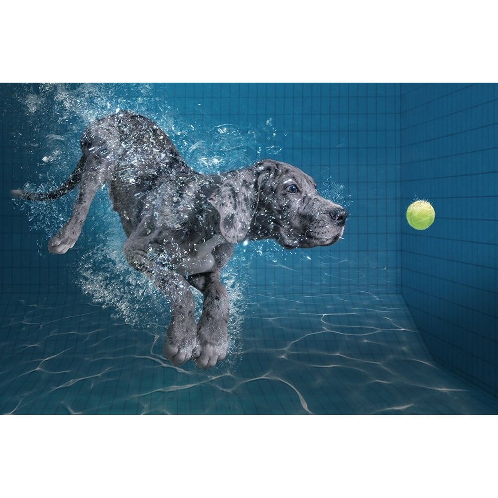 Splashdog Poster Print - Marcel Egger - Walmart.com