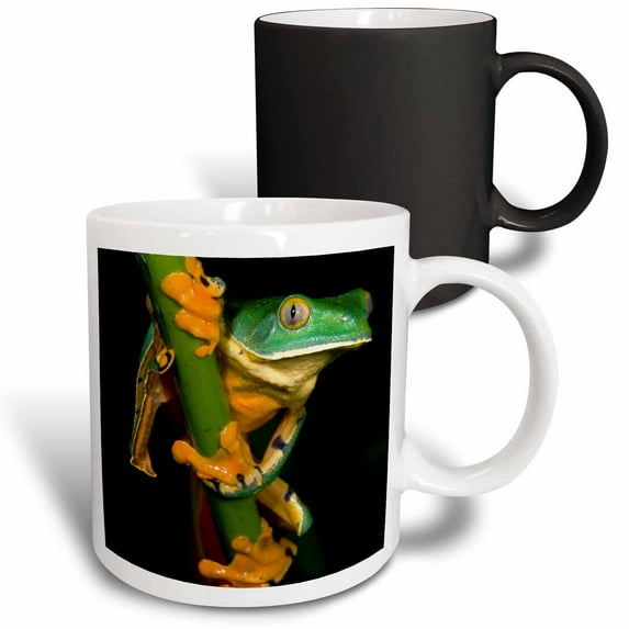 3drose, Splendid Leaf Frog, Costa Rica - Sa22 Ksc0178 - Kevin Schafer ...