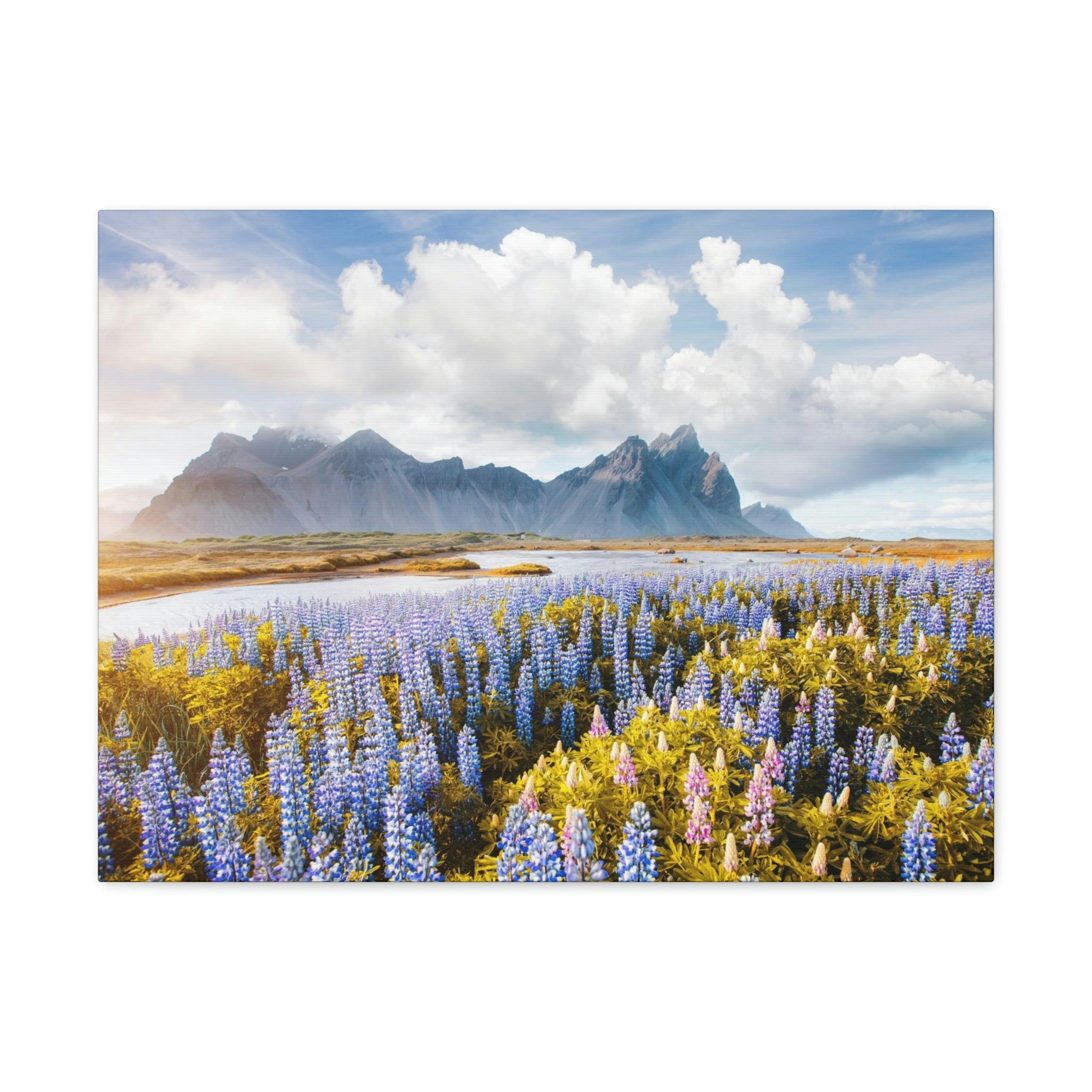 Splendid Lupine Flower on Sunny Day Scene Beautiful Surprising and ...