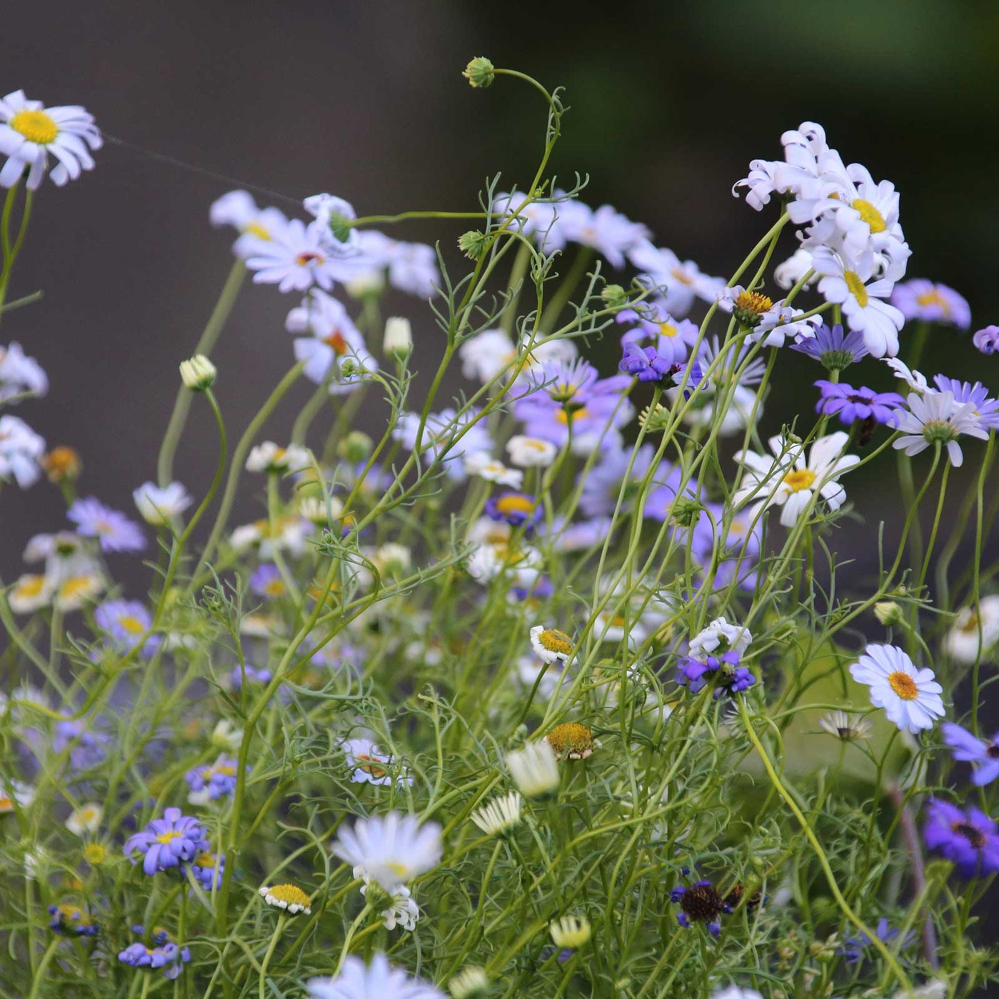 Splendor Mix Brachycome 500 Mg ~2,470 Seeds – Brachyscome iberidifolia ...